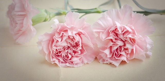 What are the Most Popular Flowers for Romantic Occasions? - Today's ...