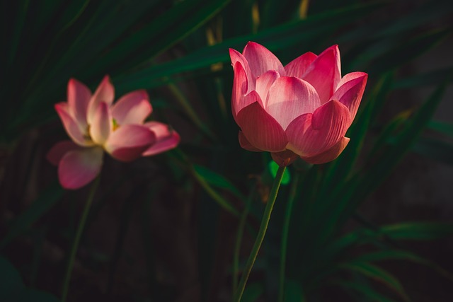What are the Most Popular Flowers for Romantic Occasions? - Today's ...