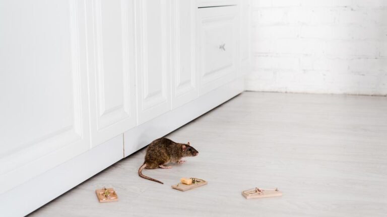 How To Make Your Home Rodent-Proof in 4 Simple Steps