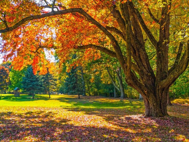 The First Day of Fall 2025 in Canada : Your Guide
