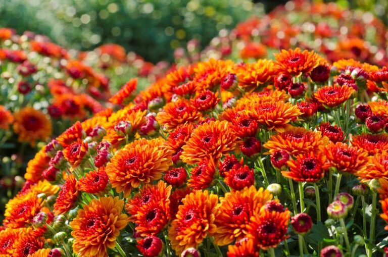 A Beginner’s Guide to Keeping Mums Gorgeous All Season